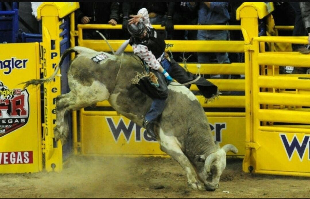 Jaguariúna Rodeo Festival integra Professional Rodeo Cowboys ...